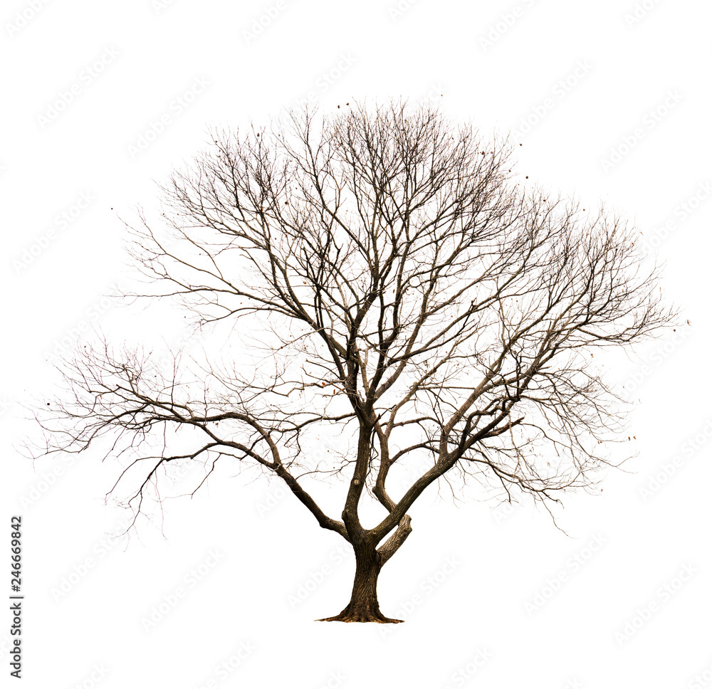 Isolated tree without leaves on white background. Stock Photo | Adobe Stock
