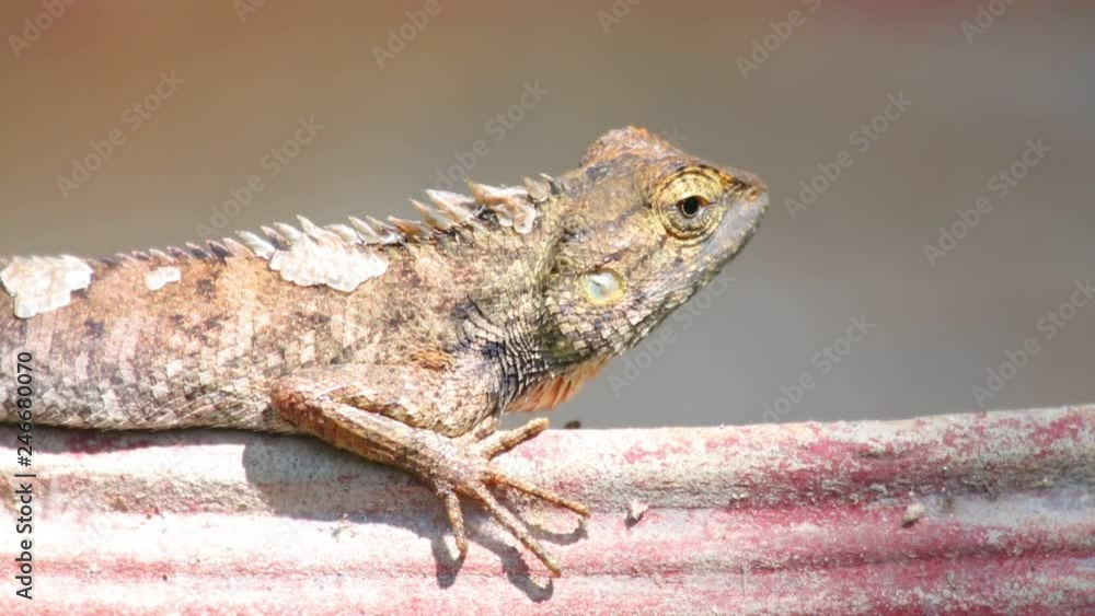 Oriental garden lizard or garden lizard, agamid lizard, agamidae family ...