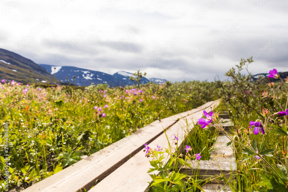 Footbridge through bush and swamp with pink flowers during the hike of ...