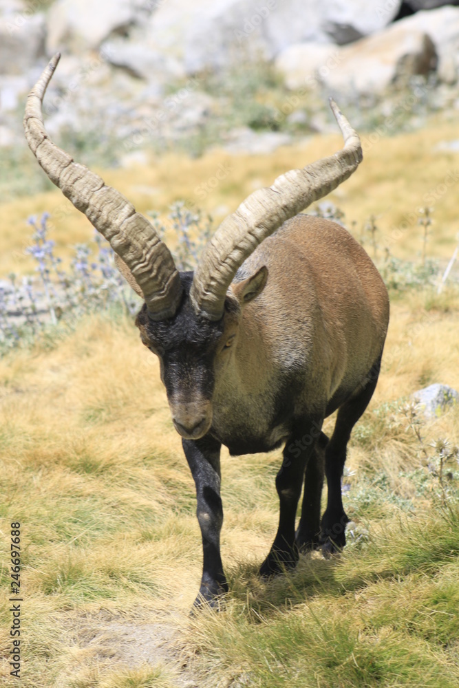 Cabra Montesa en Gredos Cabra con grandes cuernos enfrentamiento accion ...