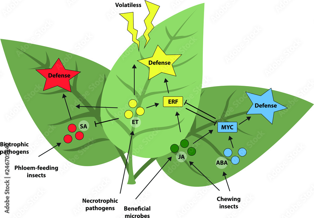 Vector illustration of plant defences induced by different factors ...