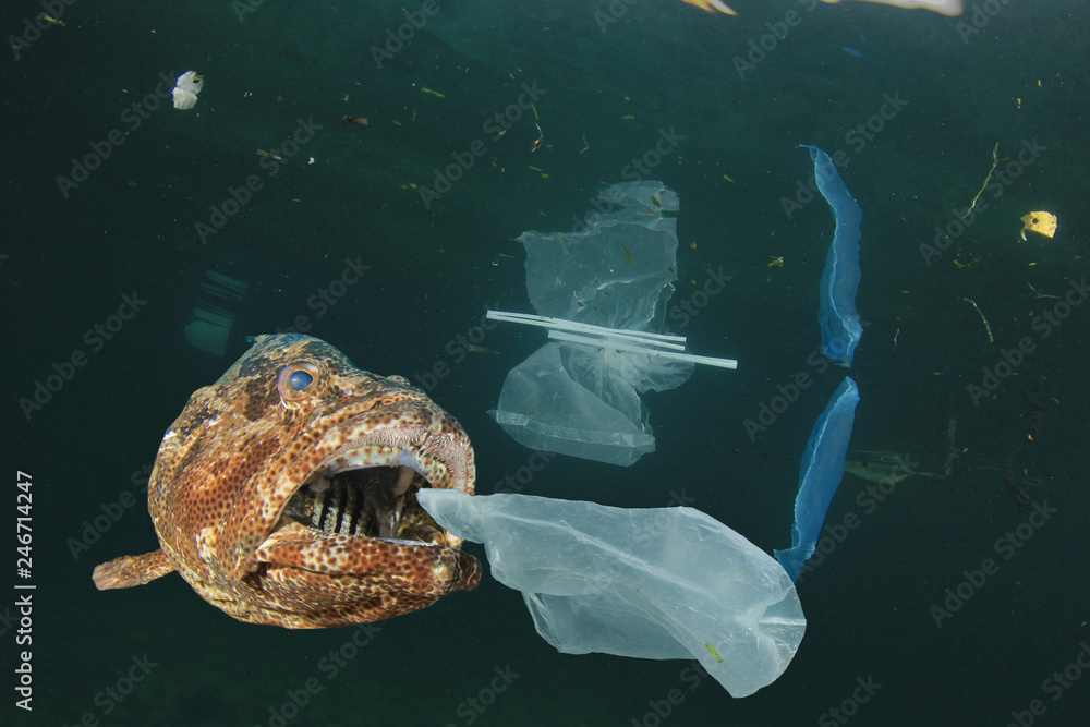 Fish and plastic pollution in sea. Microplastics contaminate seafood ...