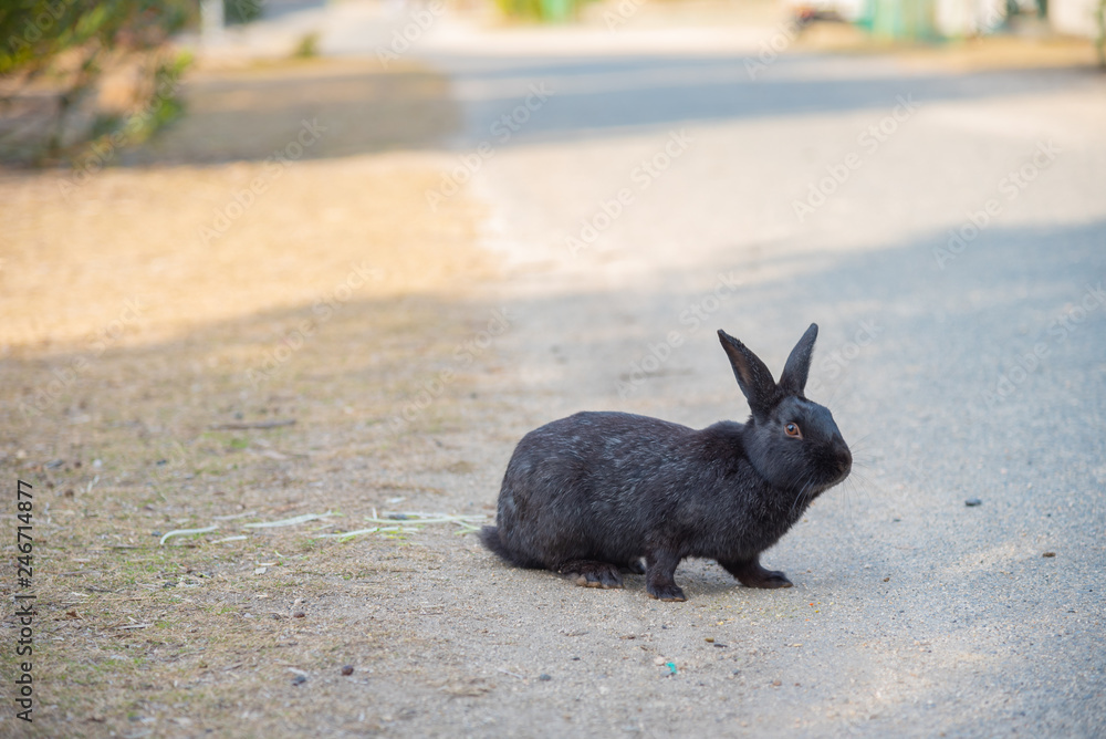 Cute wild rabbits on Okunoshima Island in sunny weaher, as known as the ...