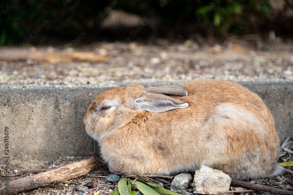 Cute relaxing rabbit on the road under the sunlight. in Okunoshima ...