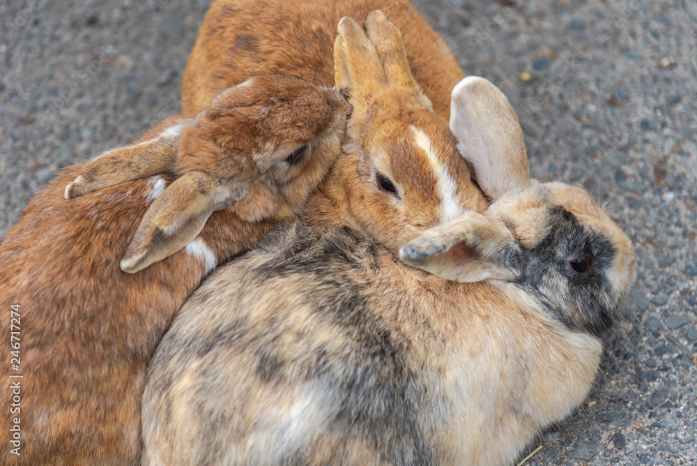 Group of wild rabbits keep warm together on the road in Okunoshima ...