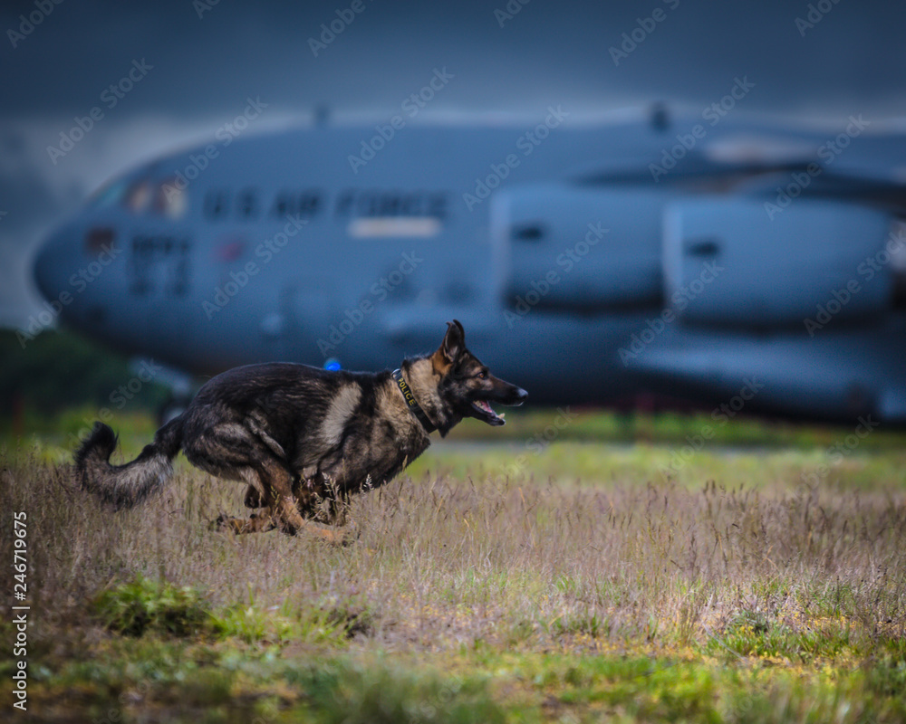 Police K9 running on military runway Stock Photo | Adobe Stock