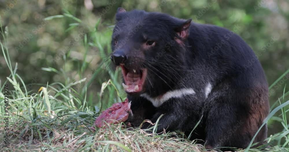 A Tasmanian Devil, Sarcophilus harrisii, chewing on a piece of meat and bone is the largest ...