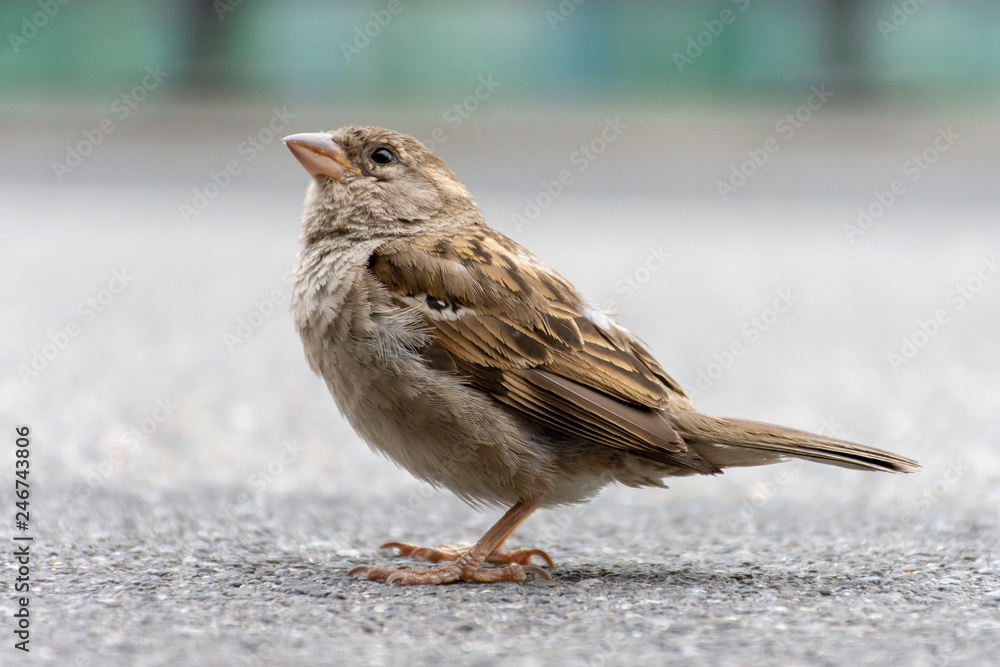 Female House Sparrow on the ground looking up Stock Photo | Adobe Stock