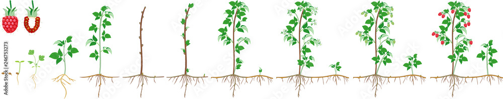Two year life cycle of raspberry isolated on white background. Growth ...