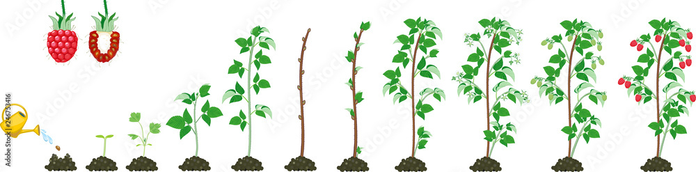 Two year life cycle of raspberry isolated on white background. Growth ...