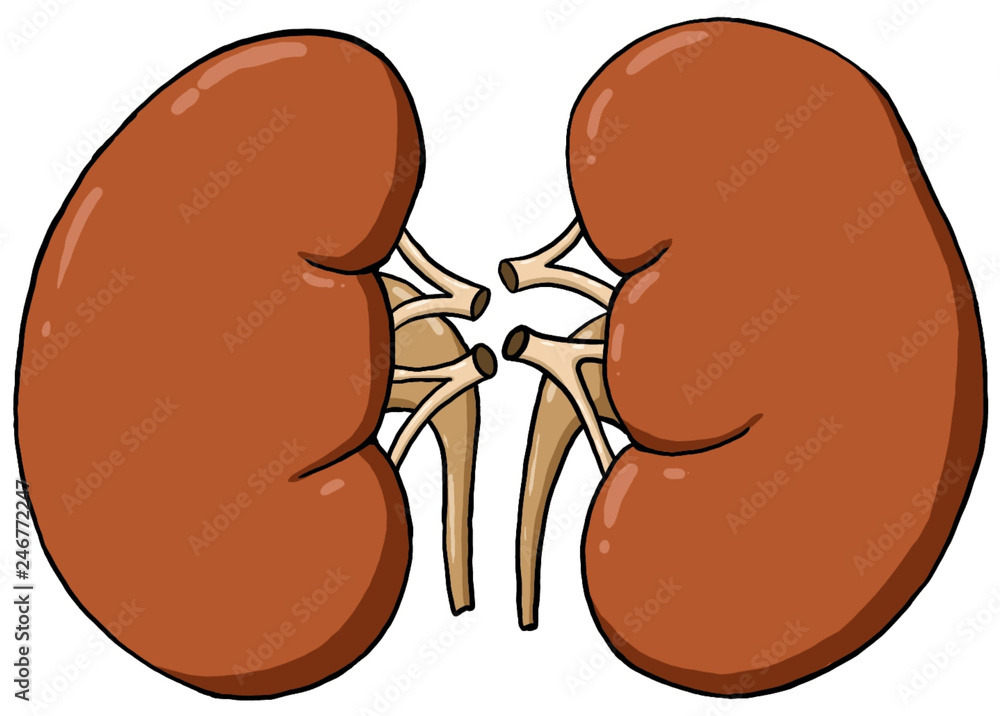 Illustration of left and right kidney. Human internal organ. Concept of ...