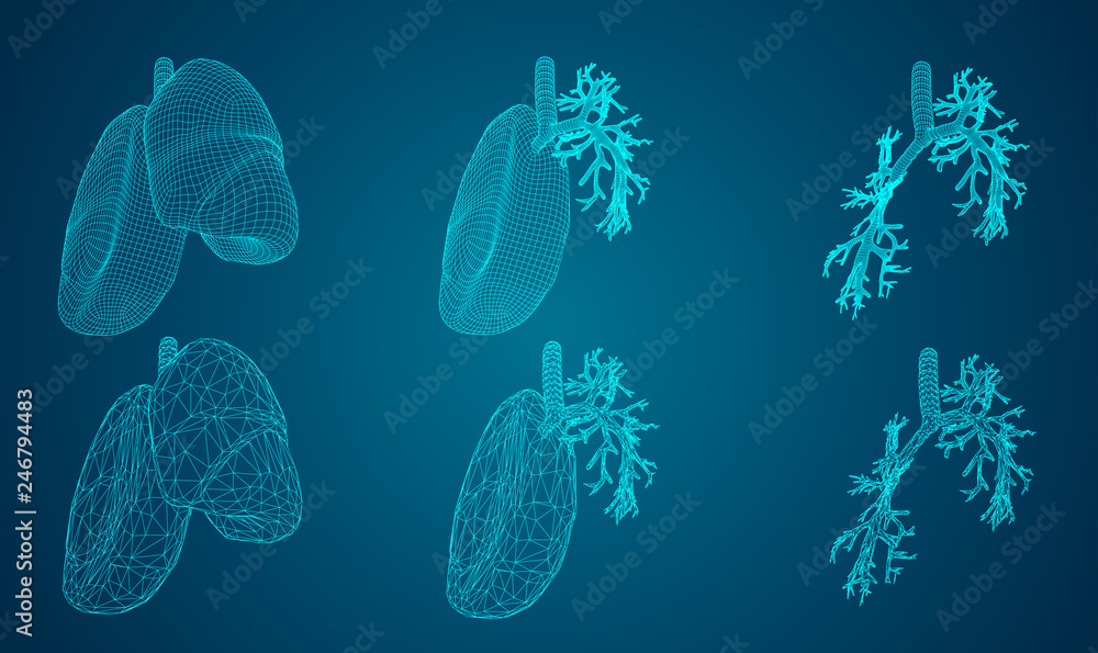 Vector set 3D lungs and bronchus. on color background. Element for ...
