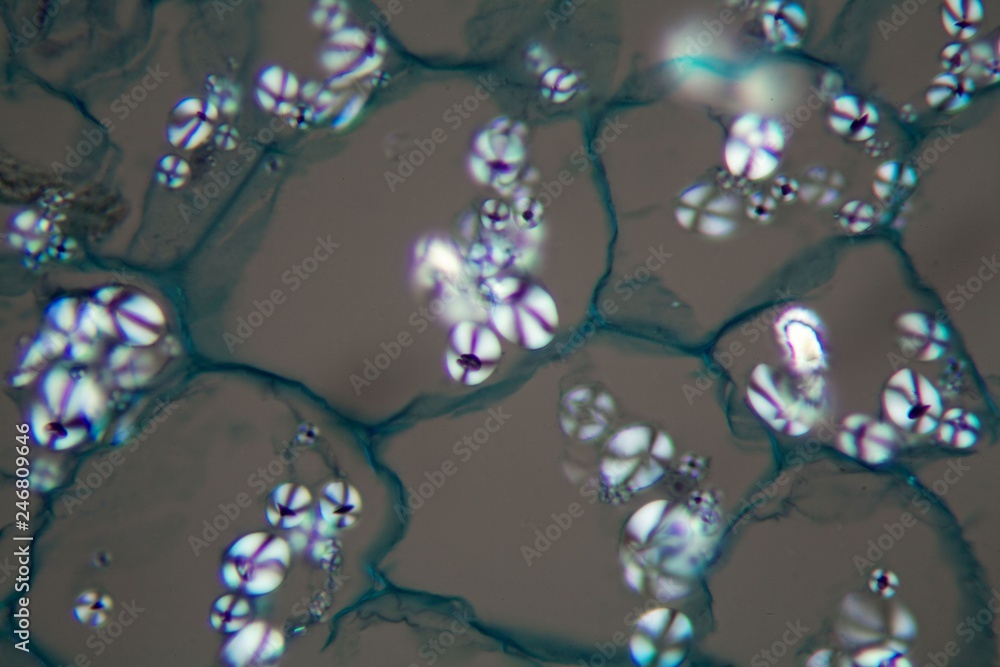 Potato cells with starch corns under the microscope Stock Photo | Adobe ...