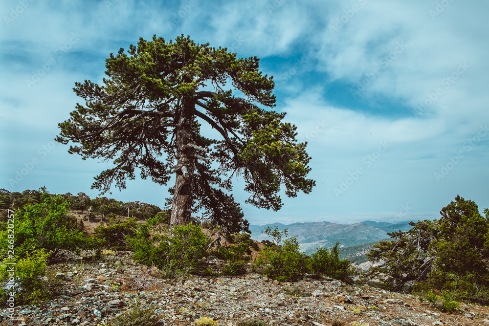 Troodos National Forest Park. Cyprus. Mountains covered forest on blue ...