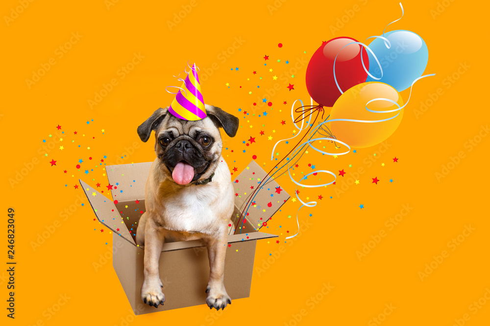 congratulation. Greeting card Happy Birthday. Dog pug. Box, balloons ...