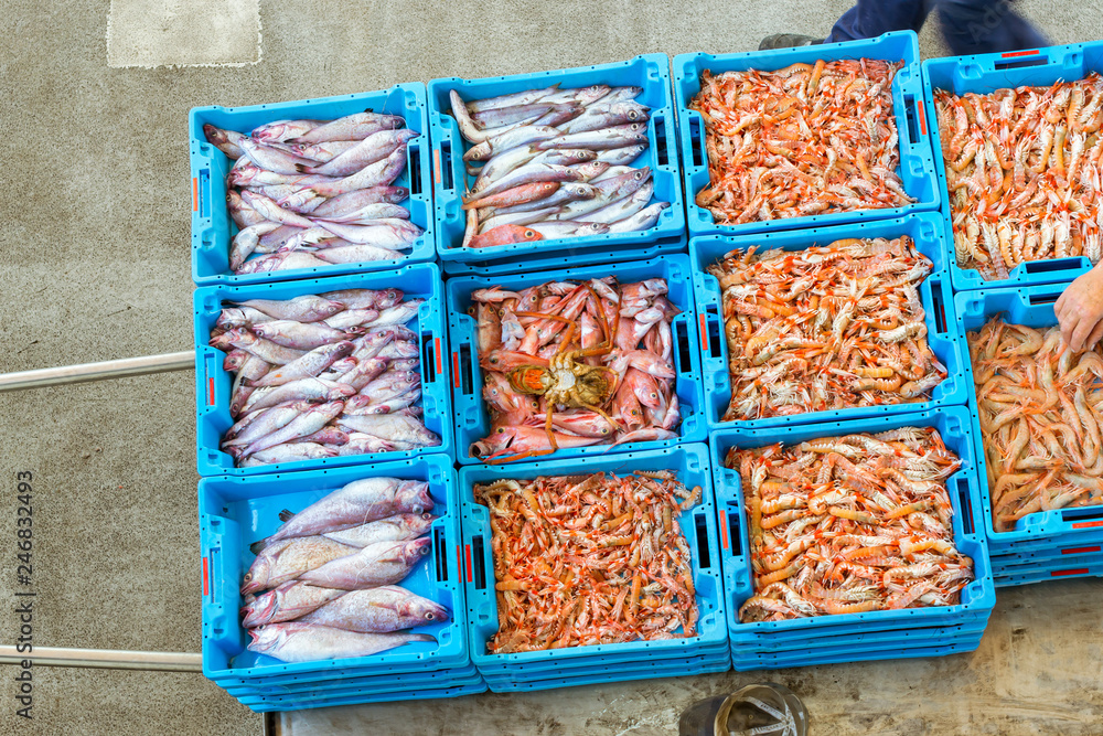 Blue plastic containers with catch of sea fish, shrimp, octopus, squid ...