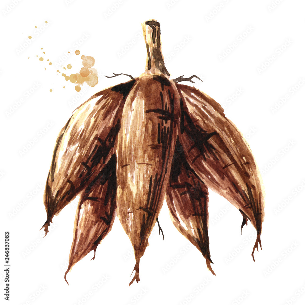 Cassava root, tuber. Manihot esculenta. Watercolor hand drawn ... Cassava root, tuber. Manihot esculenta. Watercolor hand drawn ...