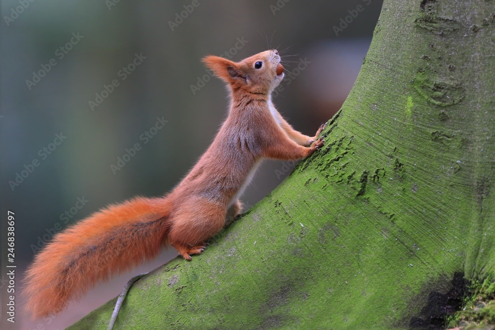 Deciduous Forest Squirrel