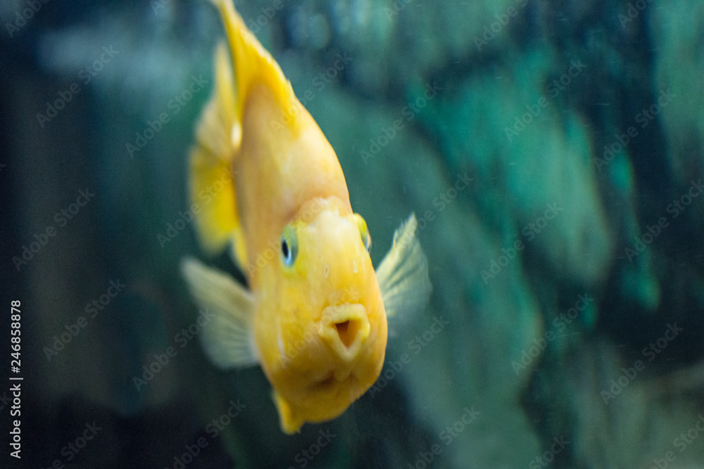 Yellow Fish With Big Lips Meme - Infoupdate.org