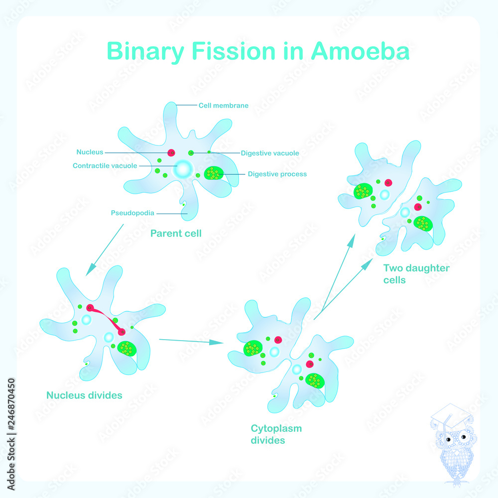 Amoeba reproduction scheme. Binary fission reproduction in amoeba ...
