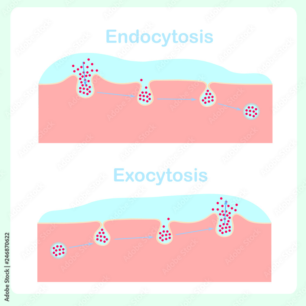 Vetor de Endocytosis, exocytosis diagrams. Cell transports proteins ...
