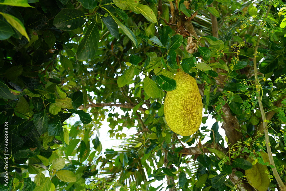 Tropical jackfruit growing in the Philippines Stock Photo | Adobe Stock