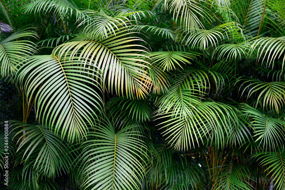 Close up view of a lush green wall of tropical palm frond leaves ...