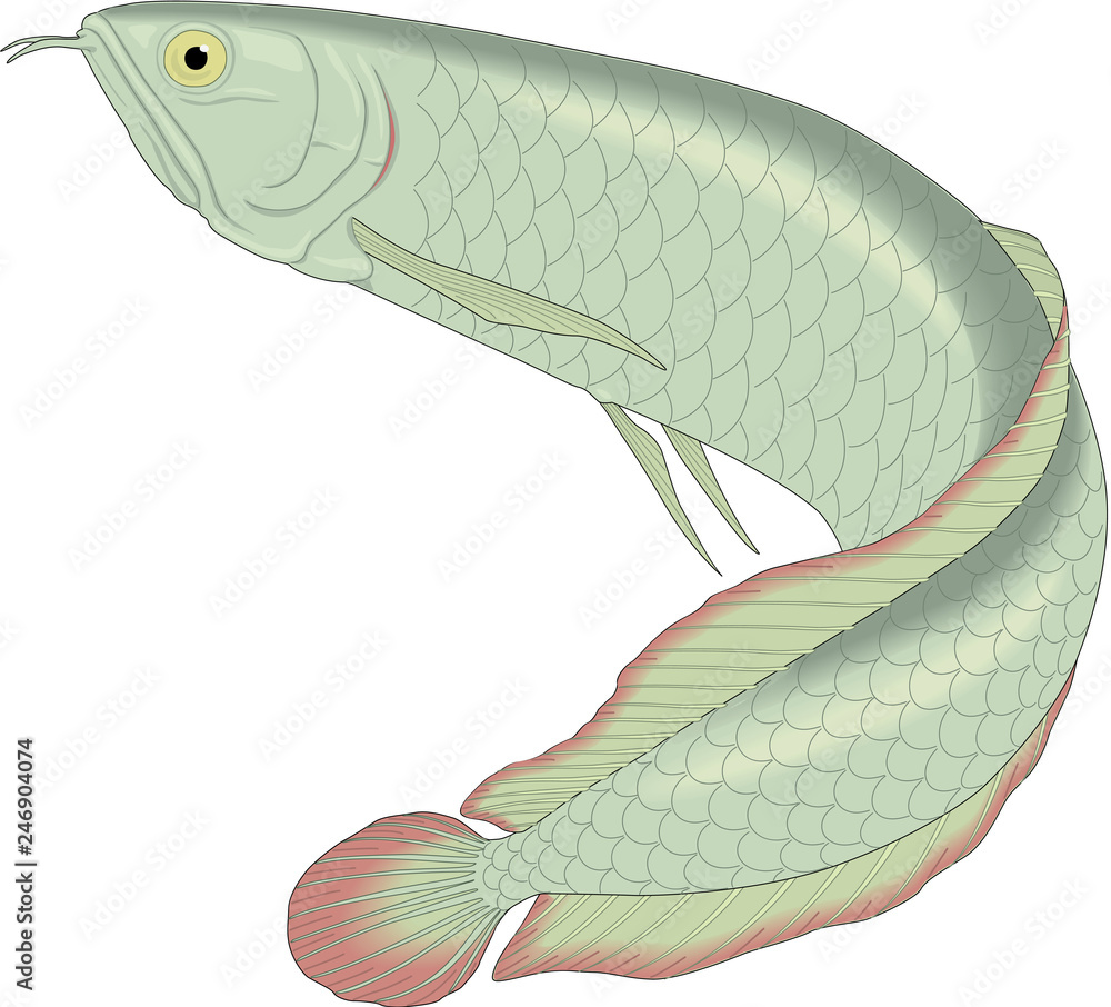 Arowana Swimming Vector Illustration Stock Vector | Adobe Stock