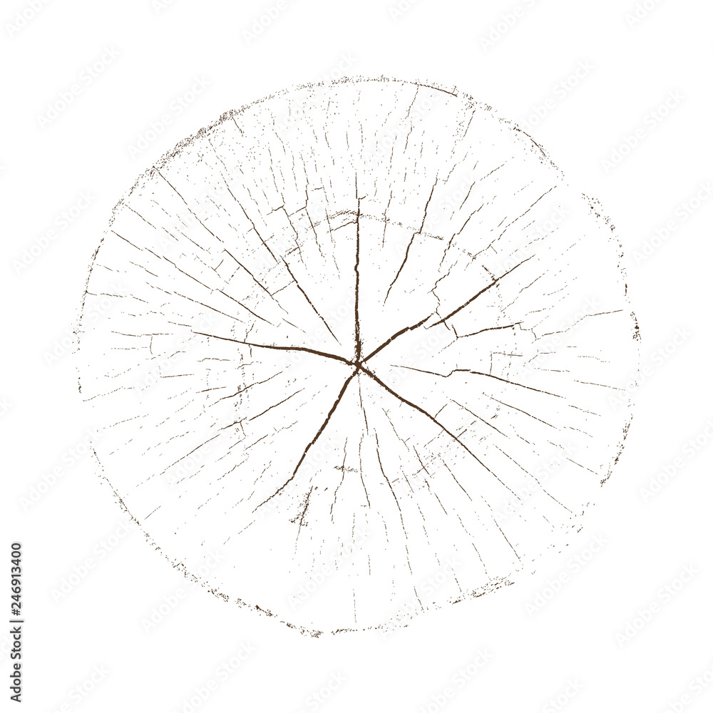 Wood texture of growth ring pattern from a slice of tree. Cut monotone ...