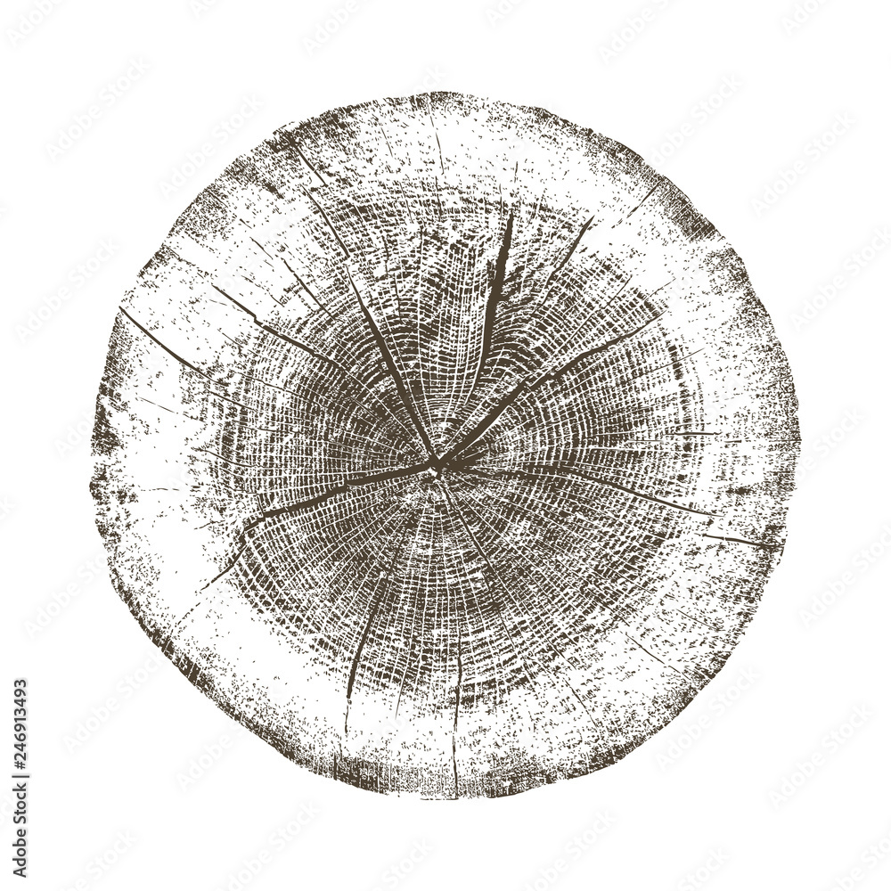 Wood texture of growth ring pattern from a slice of tree. Cut monotone ...