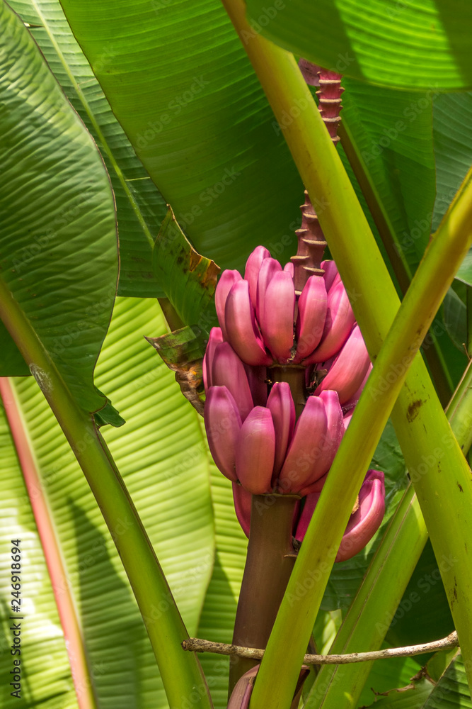 Musa Ornata (flowering banana) , with a bunch of Beautiful Pink Bananas ...