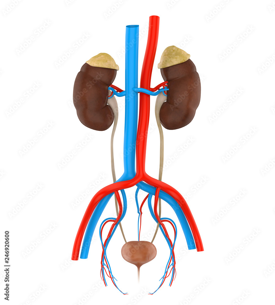 Human Urinary System Illustration Stock Illustration | Adobe Stock
