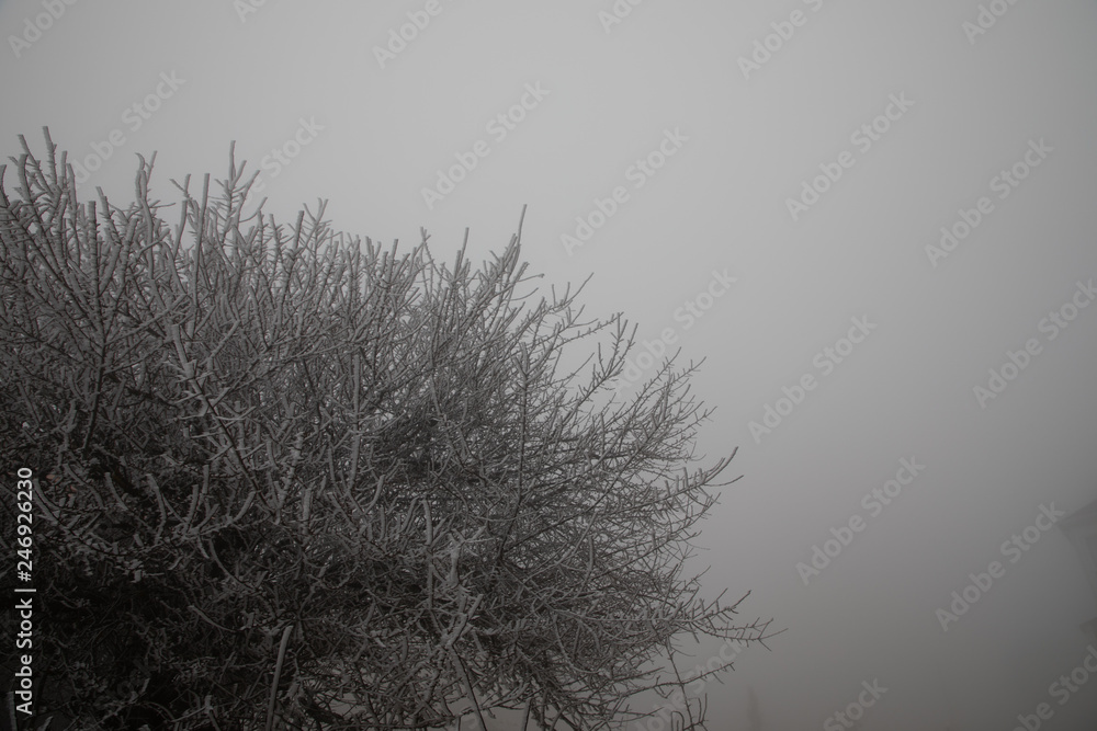 hard rime, frozen tree winter wonderland scenery. Fog and Mist ...