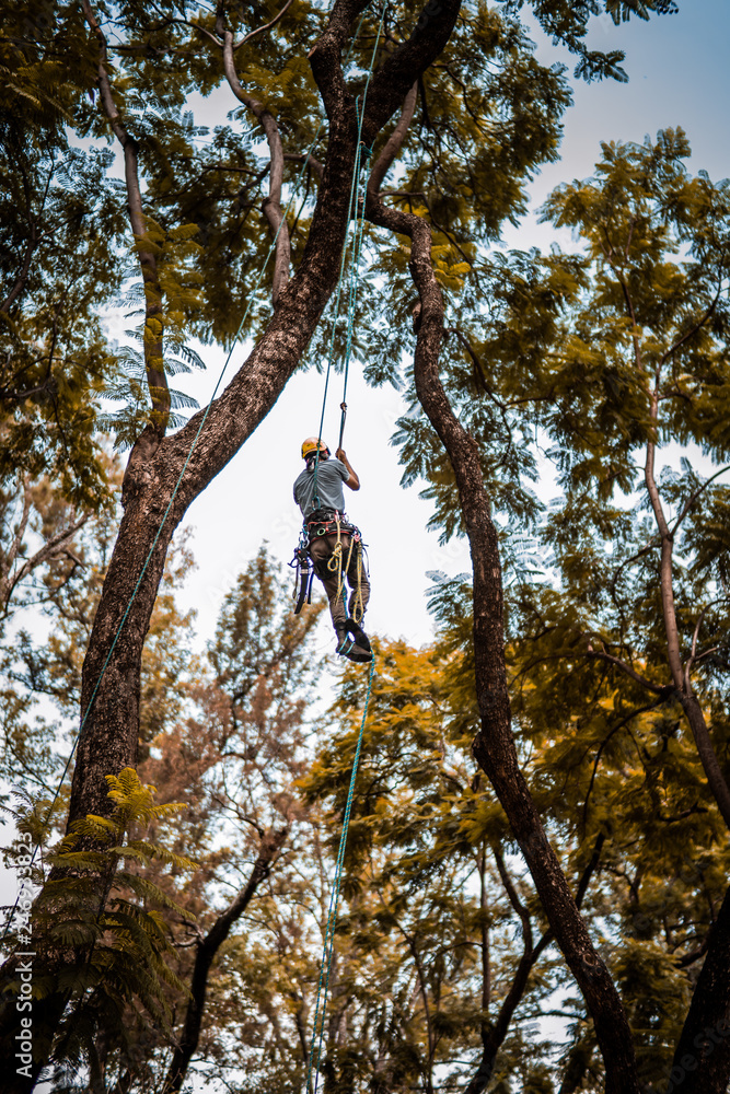 Arborist Hanging from a Tree with Ropes and fall arrest Harness Stock ...