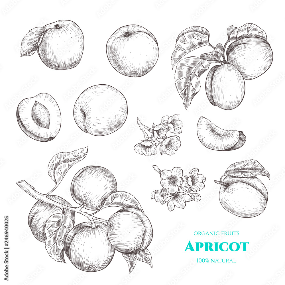 Vector apricots hand drawn sketch with flowers. Sketch vector food ...