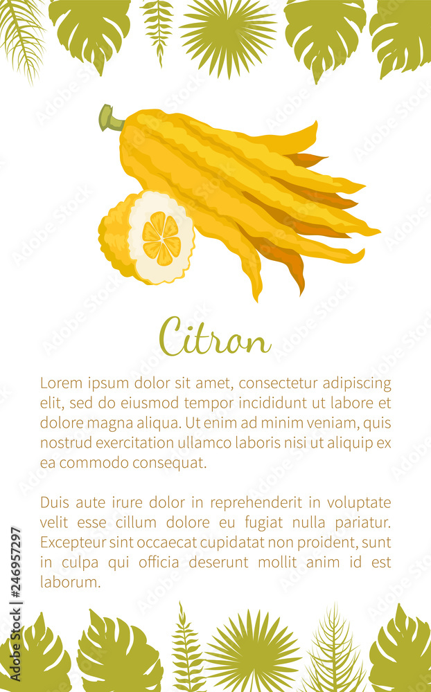 Citron exotic juicy large fragrant citrus fruit vector poster text ...