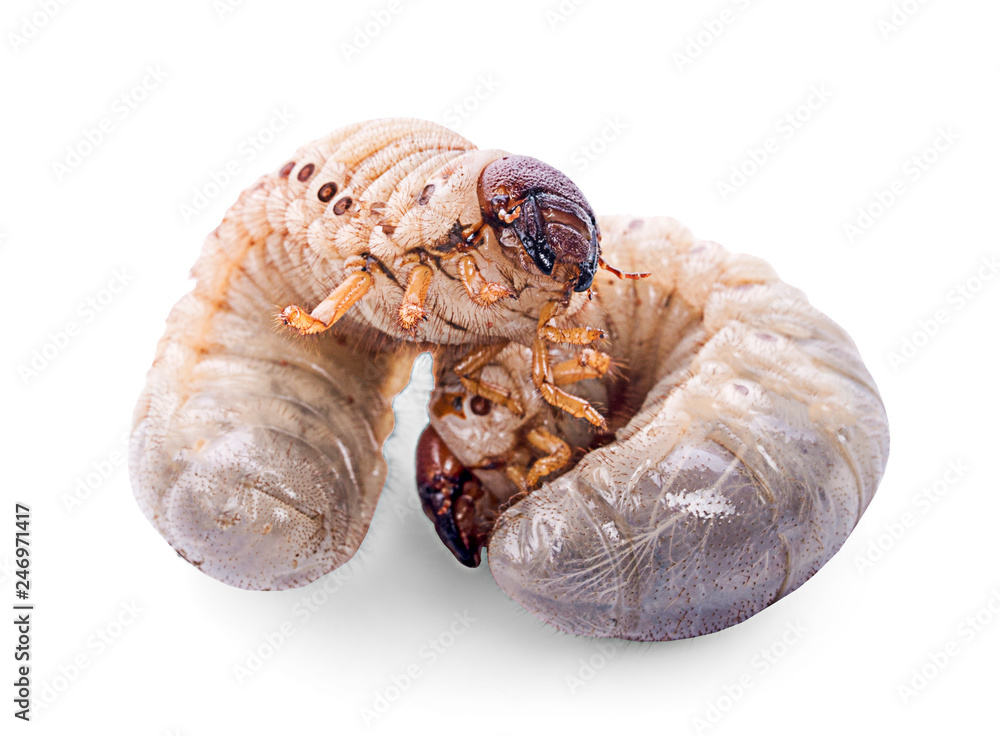 Rhinoceros Beetle Larvae