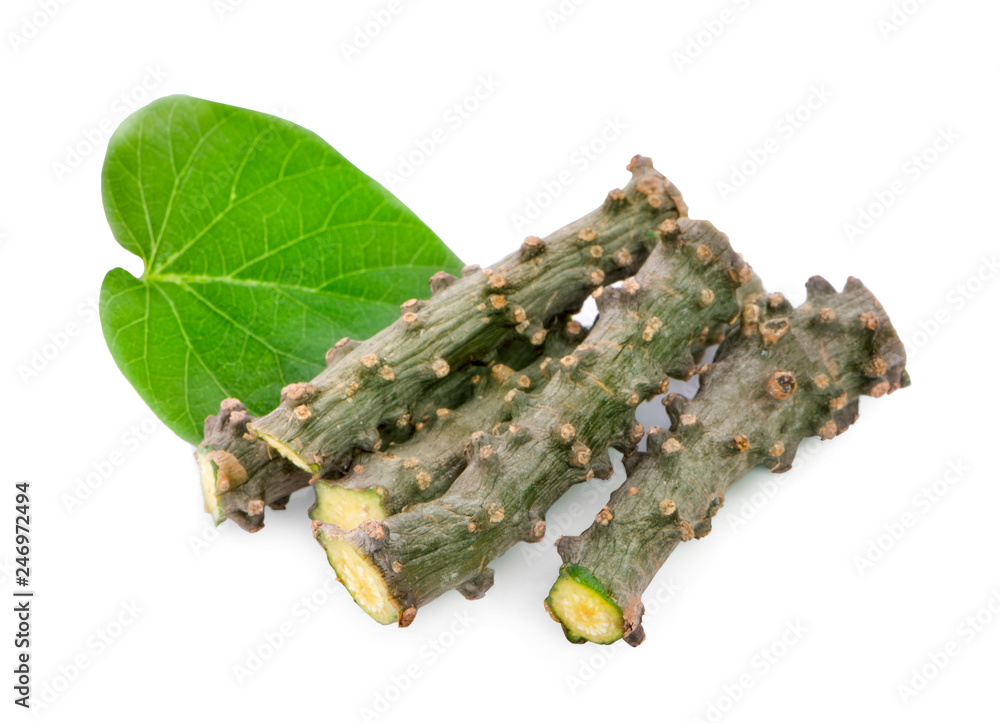 Tinospora Cordifolia with leaf isolated on white background. Stock ...