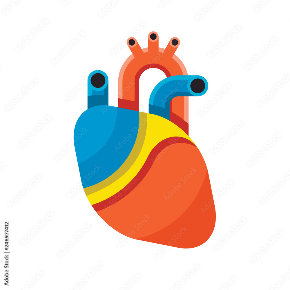 Human heart anatomy. Organs symbol. Vector illustration in cartoon ...