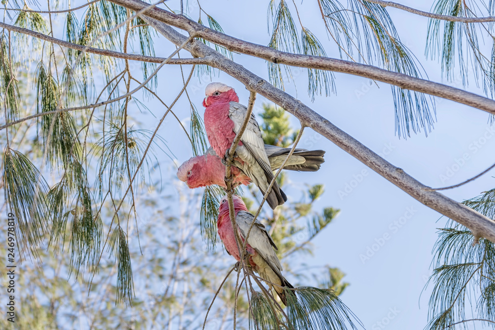 Fotka „Galah - Eolophus roseicapilla - known as the rose-breasted ...