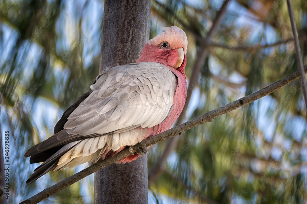 Galah - Eolophus roseicapilla - known as the rose-breasted cockatoo ...