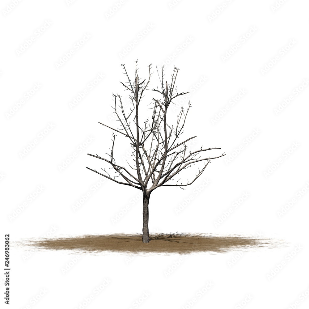 Maple Tree In Winter Drawing
