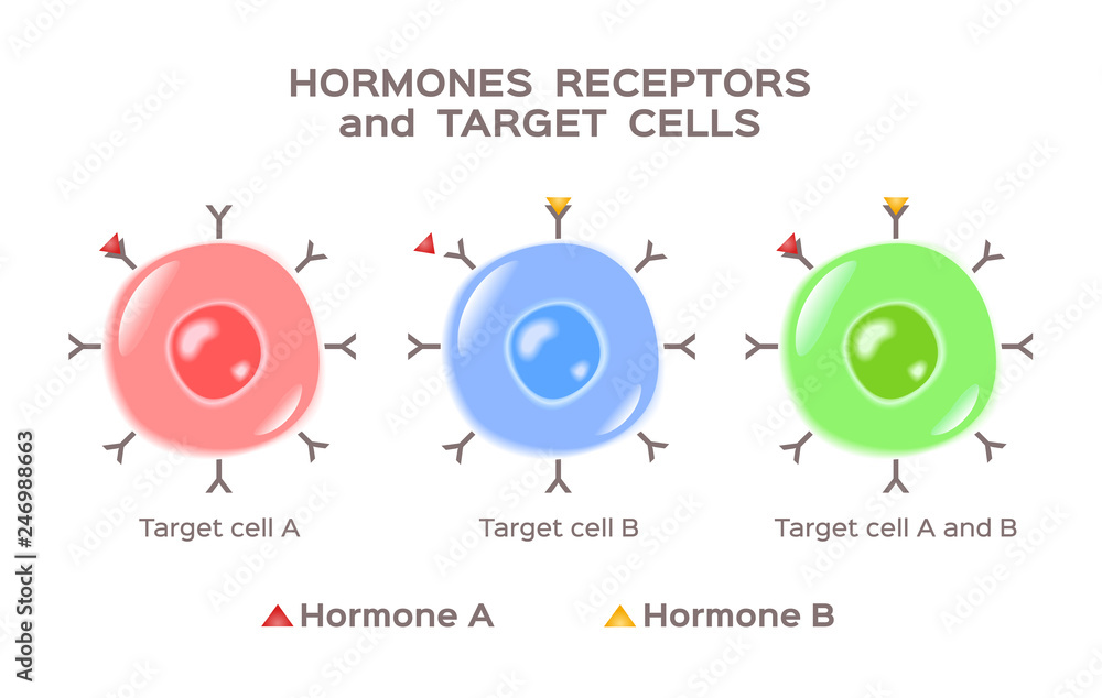 hormones, receptors and target cells vector Stock Vector | Adobe Stock