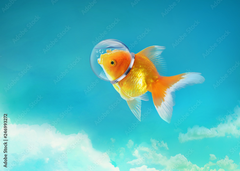 Astronaut Goldfish