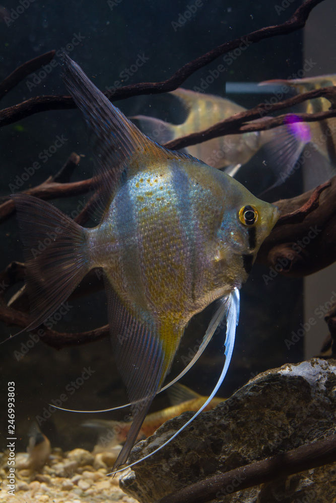 Foto de Wild Angelfish Peru Altum Angelfish(Pterophyllum scalare). A ...