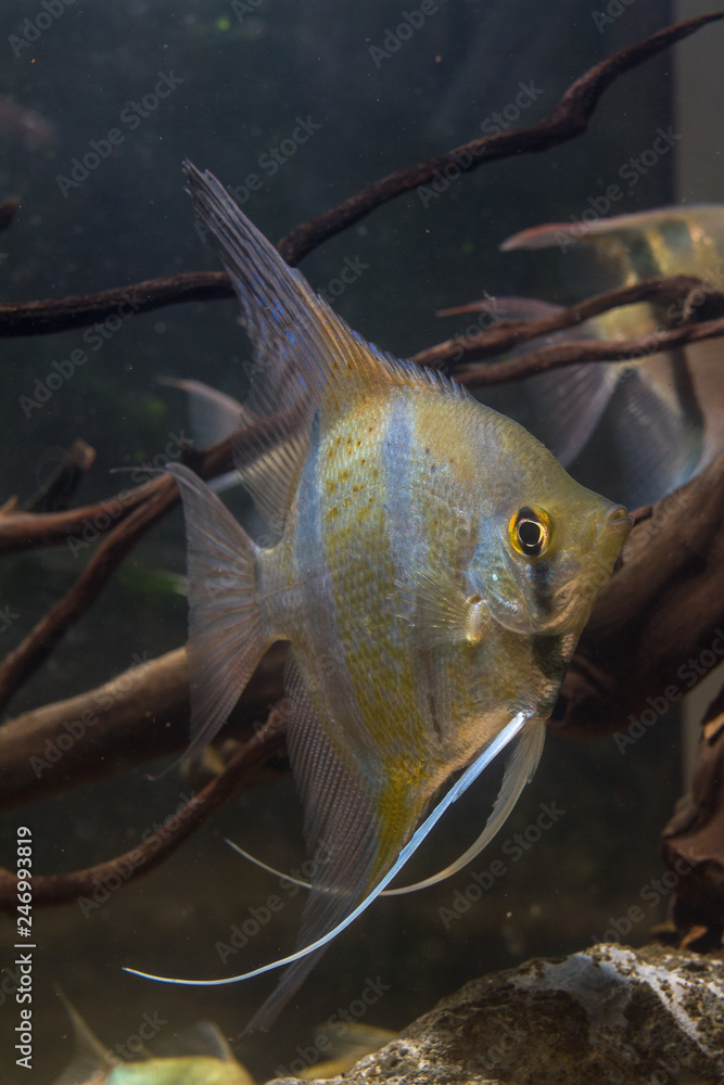 Wild Angelfish Peru Altum Angelfish(Pterophyllum scalare). A tropical ...