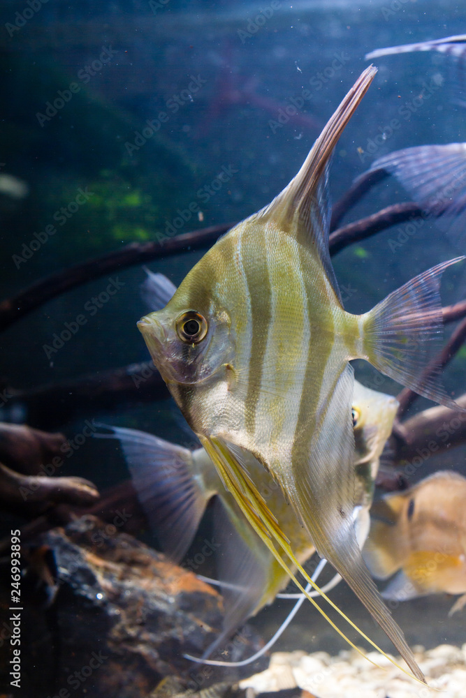 Altum Angelfish (Pterophyllum altum) Tropical fish Stock Photo | Adobe ...