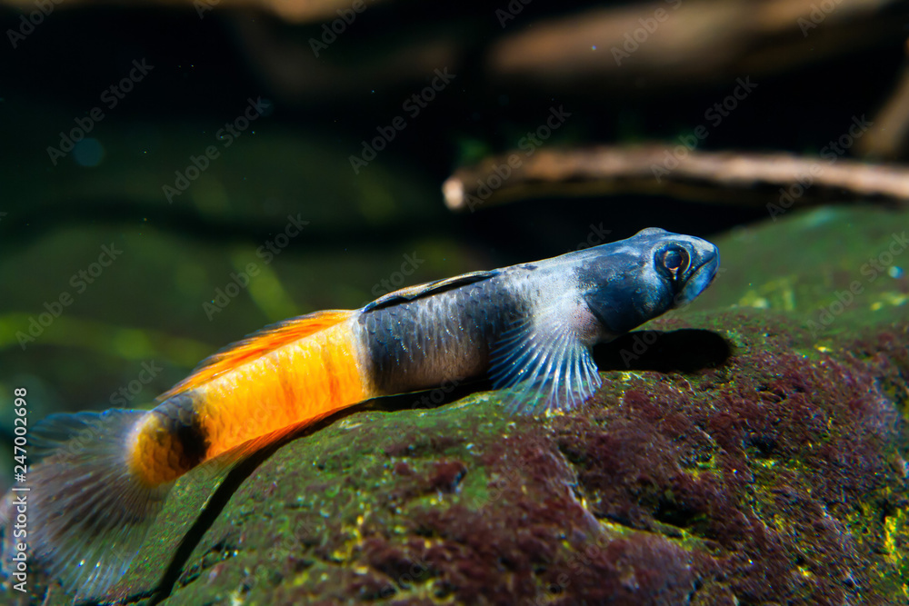 Freshwater Goby