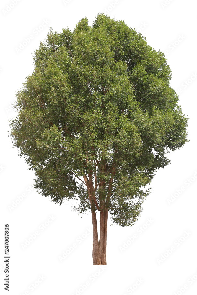 Mature Irvingia malayana the tropical tree isolated on white background ...