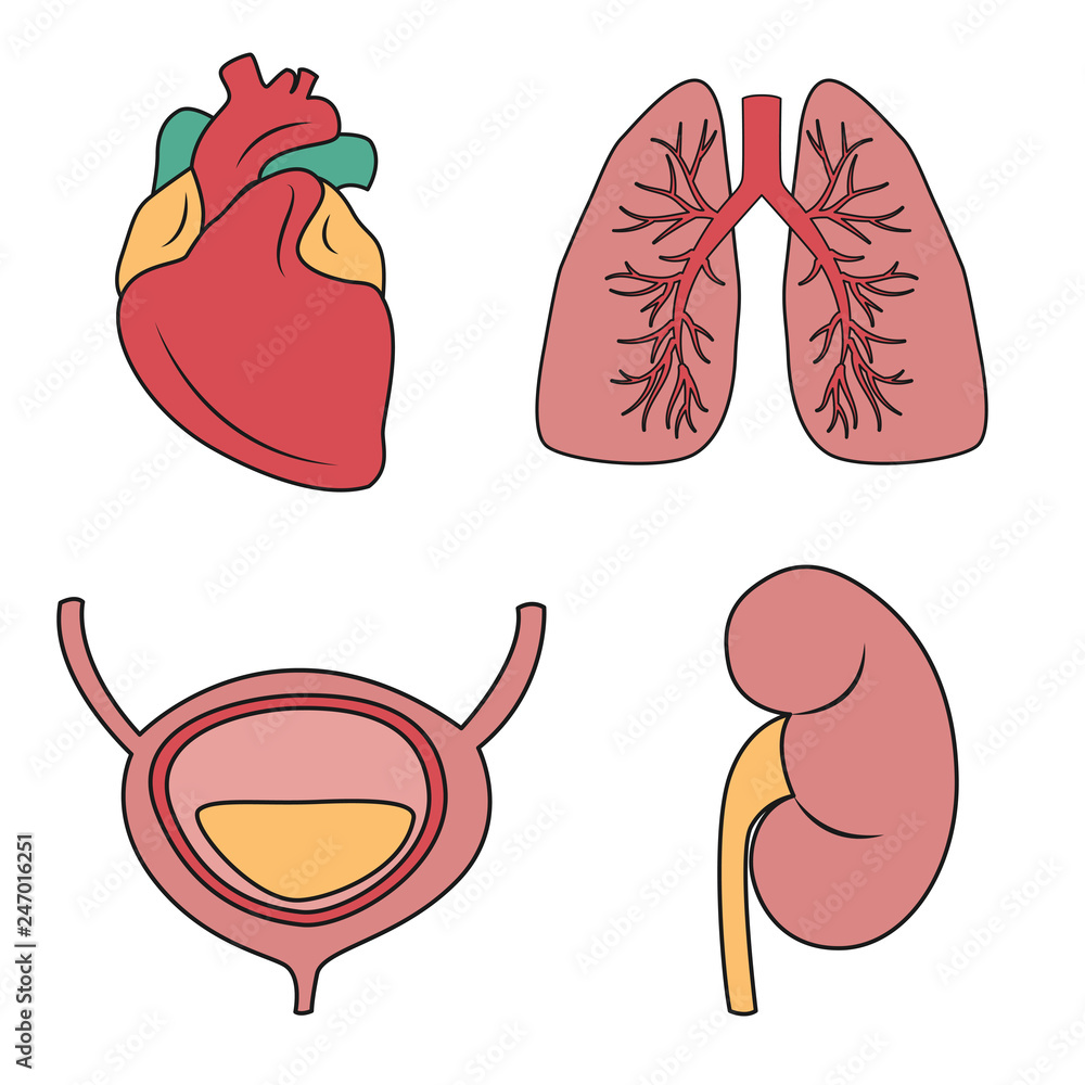 Internal organs vector illustration. Vector drawing of heart, lungs ...